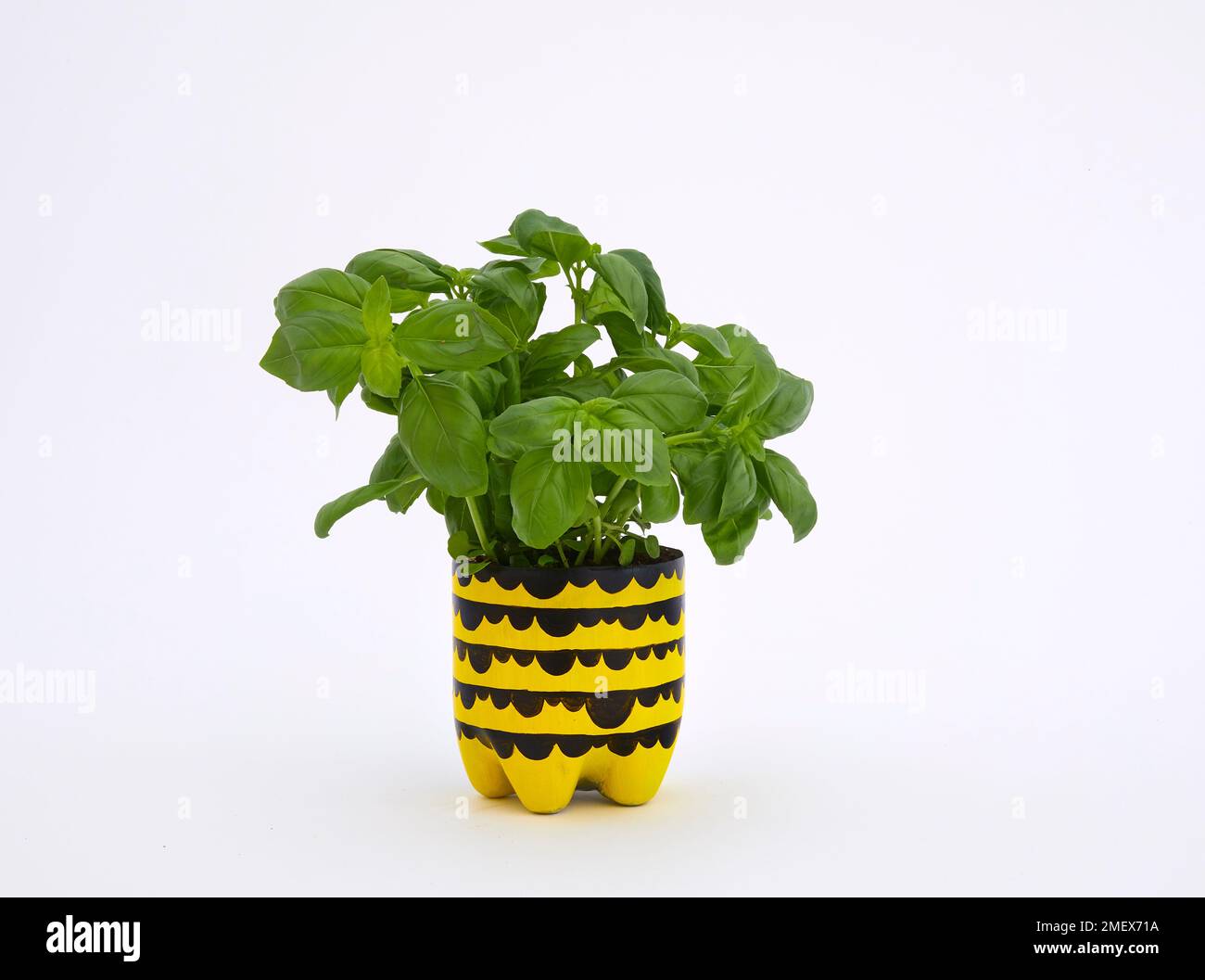 Bottle planters craft - Finished pots with plants - Yellow and black ...