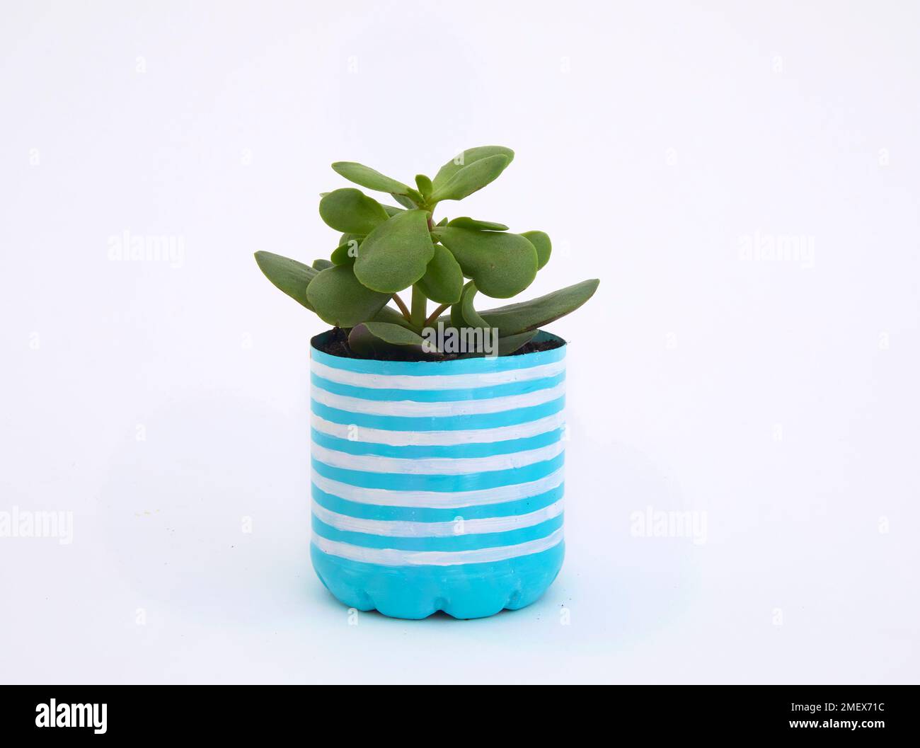 Bottle planters craft - Finished pots with plants - Blue and white ...