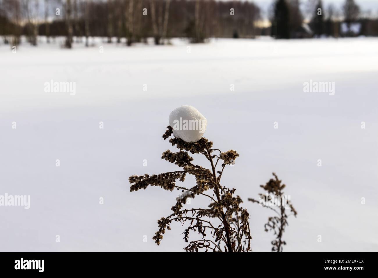 A green tree branch with a white snowball on it with a forest of trees ...