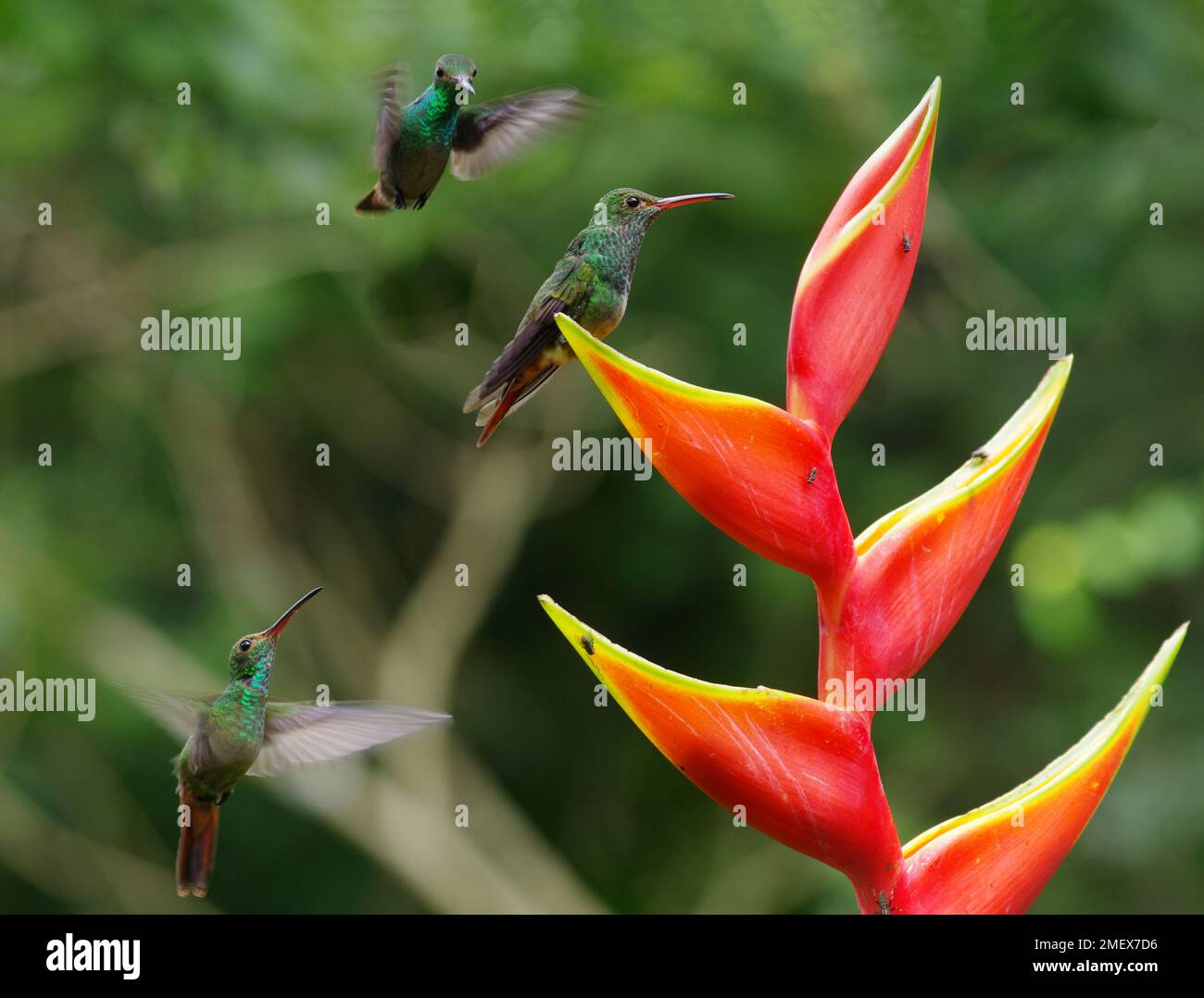 Three hummingbirds competing over a heliconia flower for food Stock ...
