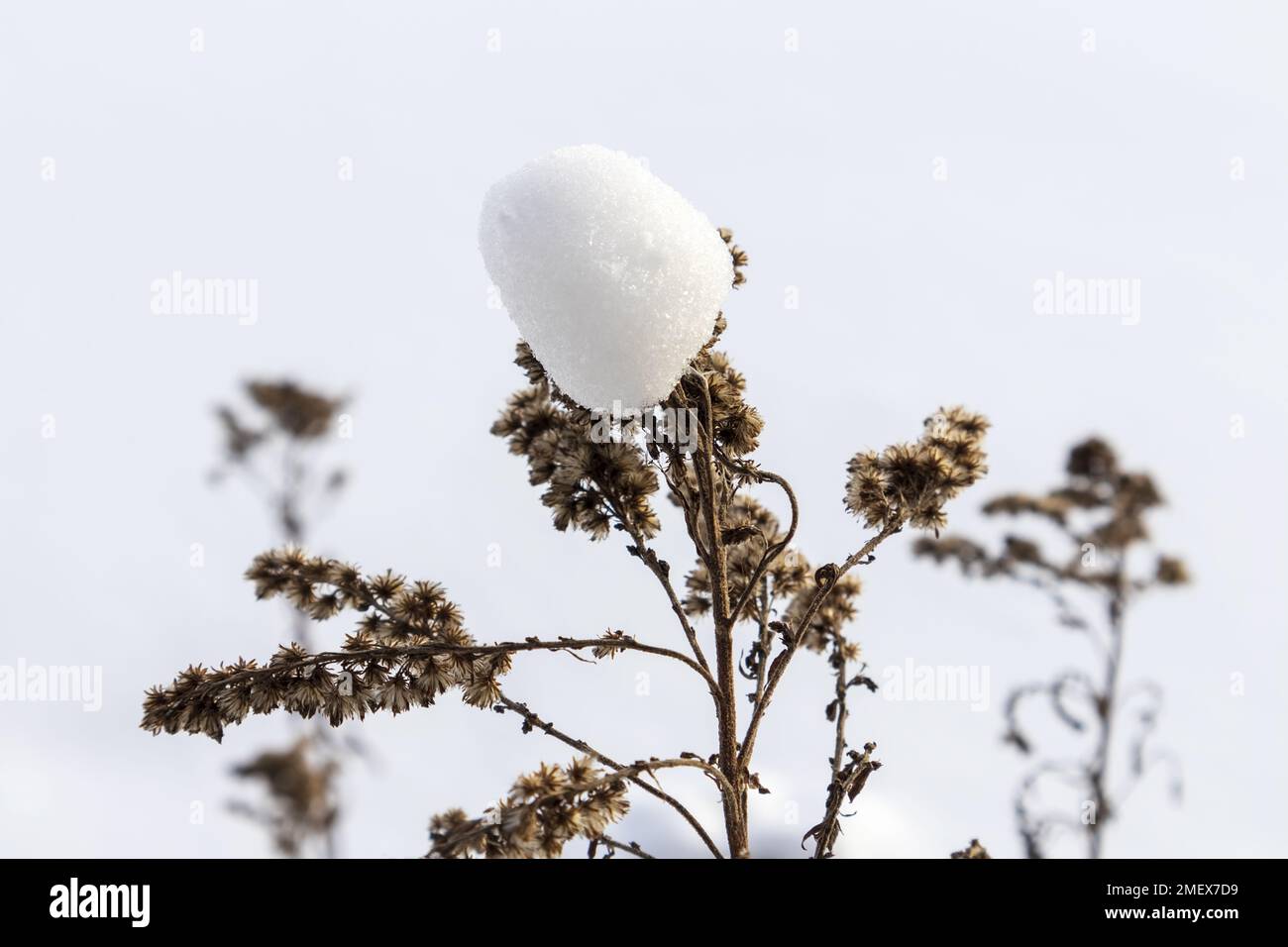 A green tree branch with a white snowball on it with a forest of trees ...