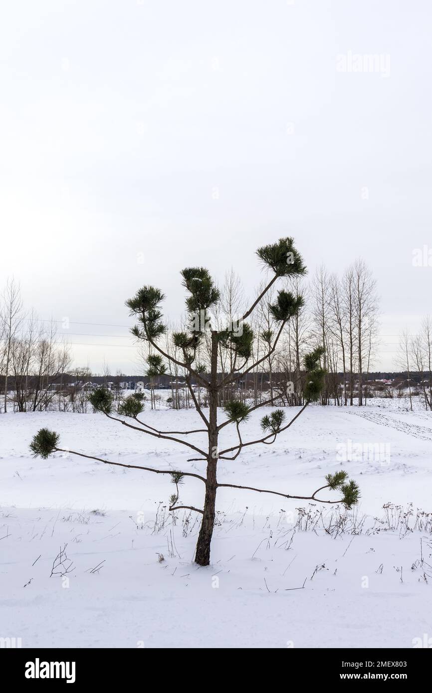 Small green pine tree in white snow with gray sky and brown trees Stock ...