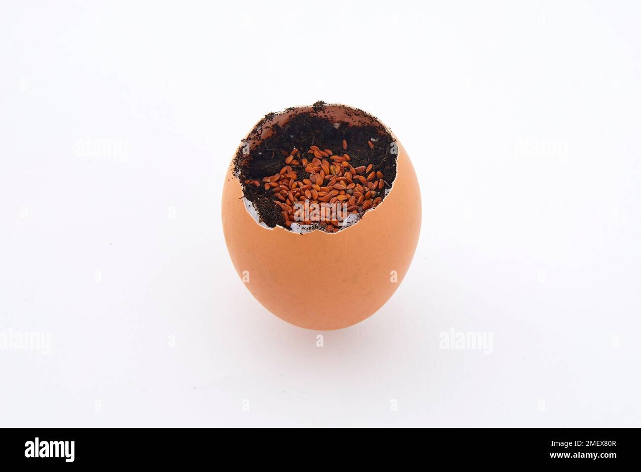 Grow your own veg activity steps - Step 2 - Sprinkle watercress seeds ...