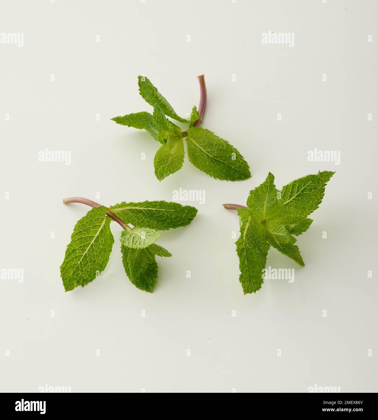 Mint flavour herb hi-res stock photography and images - Alamy
