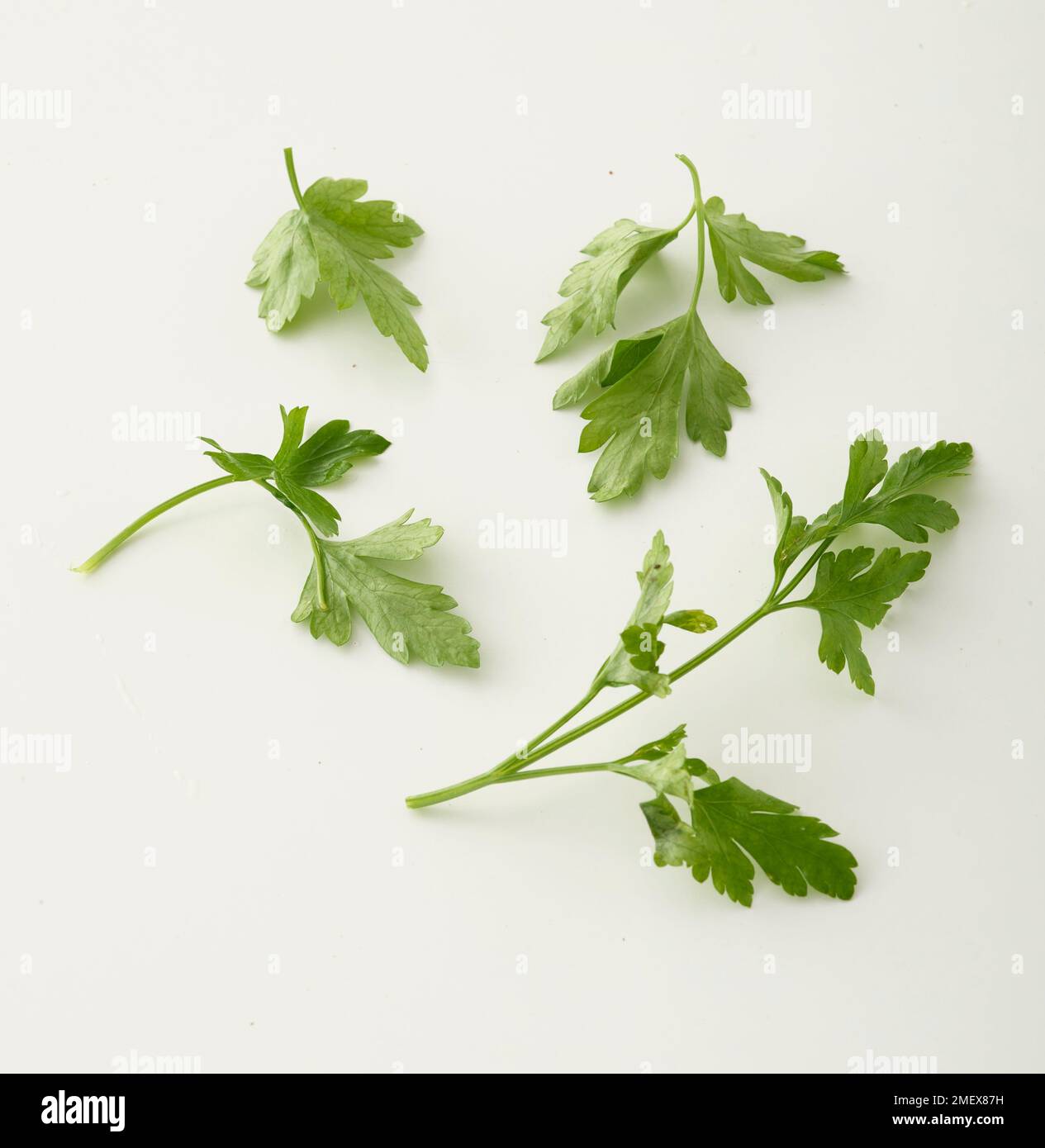 Tasty coriander leaves hi-res stock photography and images - Alamy