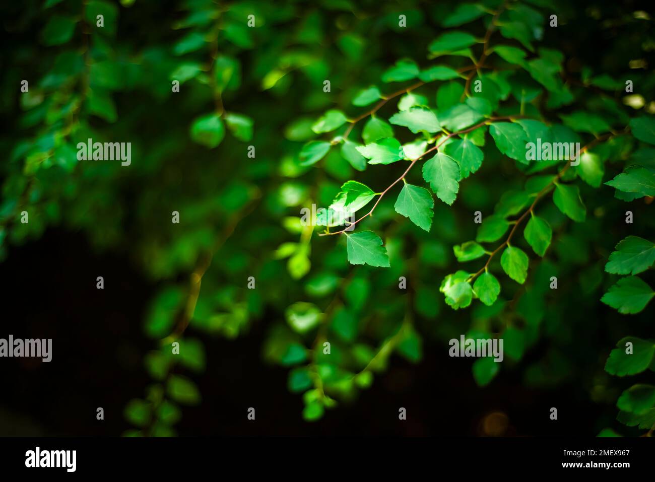 Branches with green leaves. Forest green. Natural backgrounds Stock ...