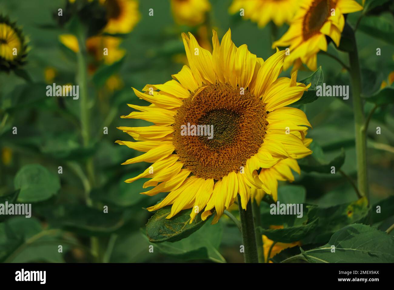Sunflowers garden. Sunflowers have abundant health benefits. Sunflower ...