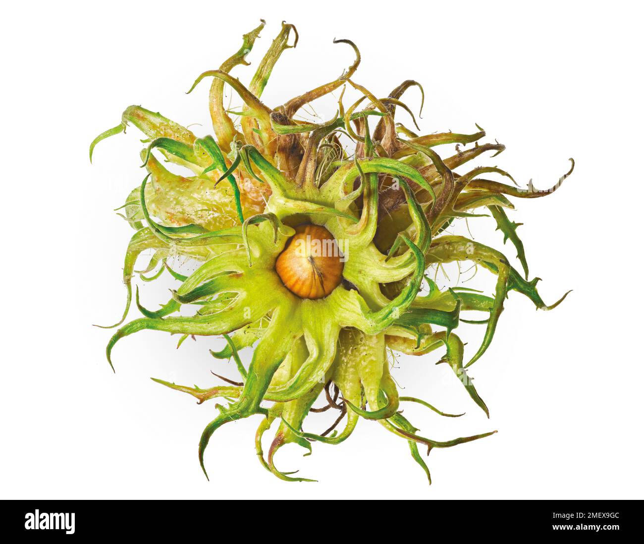 Corylus colurna hi-res stock photography and images - Alamy