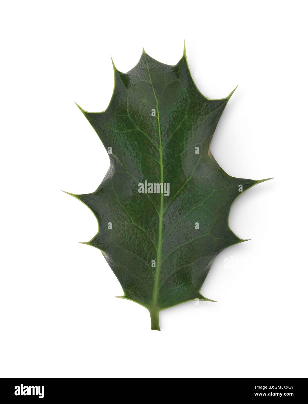 Holly leaf (Ilex Stock Photo - Alamy