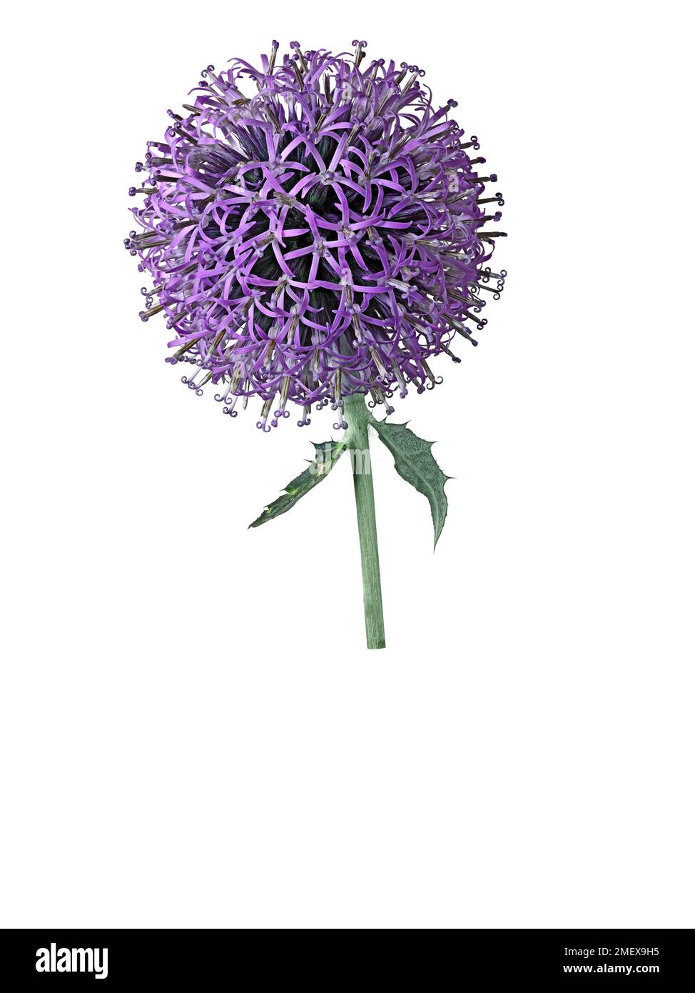 Echinops ritro 'Taplow Blue' (globe thistle Stock Photo - Alamy