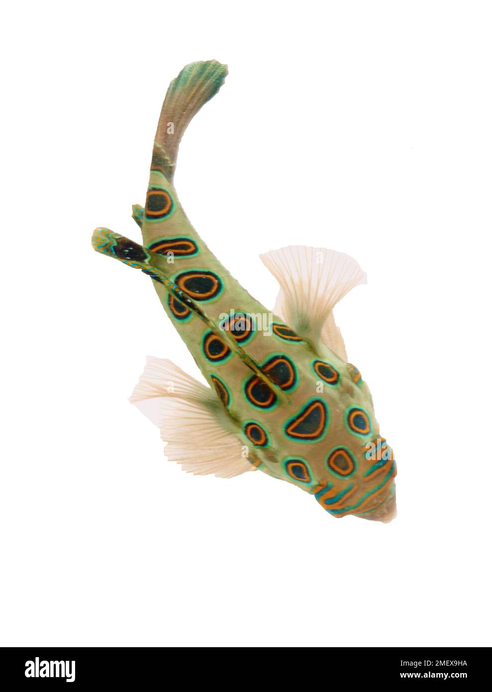 Spotted Mandarin Fish