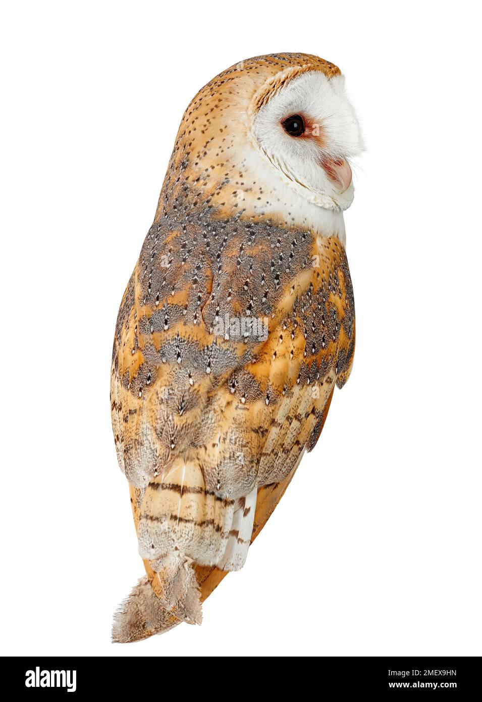 Rear view of owl hi-res stock photography and images - Alamy