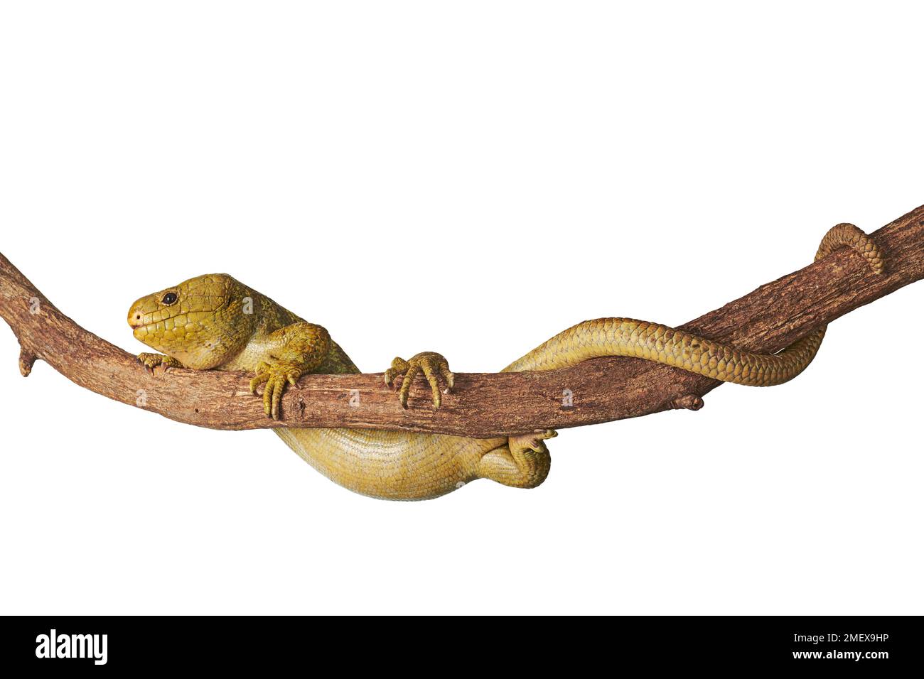 Solomon Islands skink, Corucia zebrata Stock Photo - Alamy