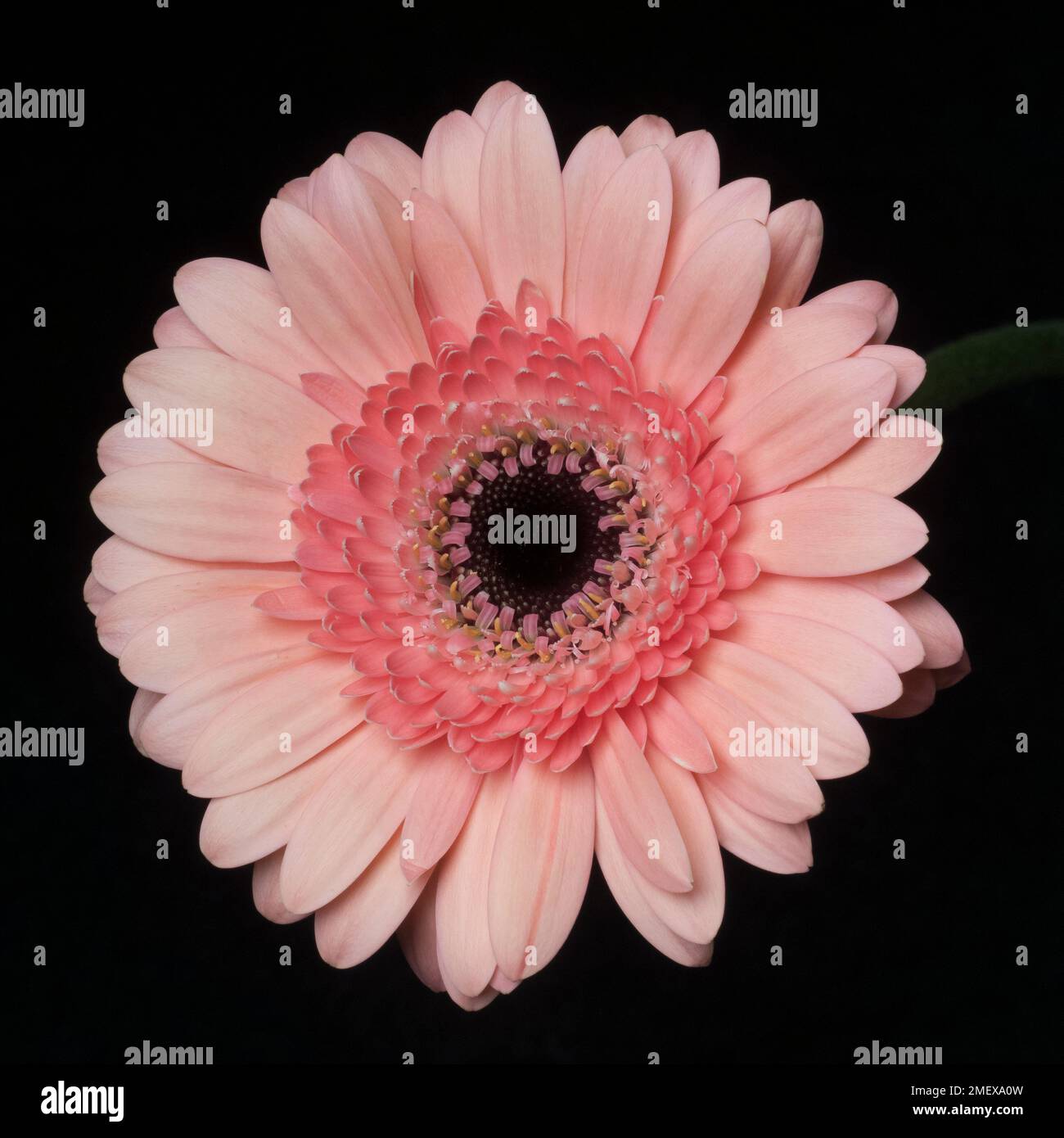 100 iso hi-res stock photography and images - Alamy