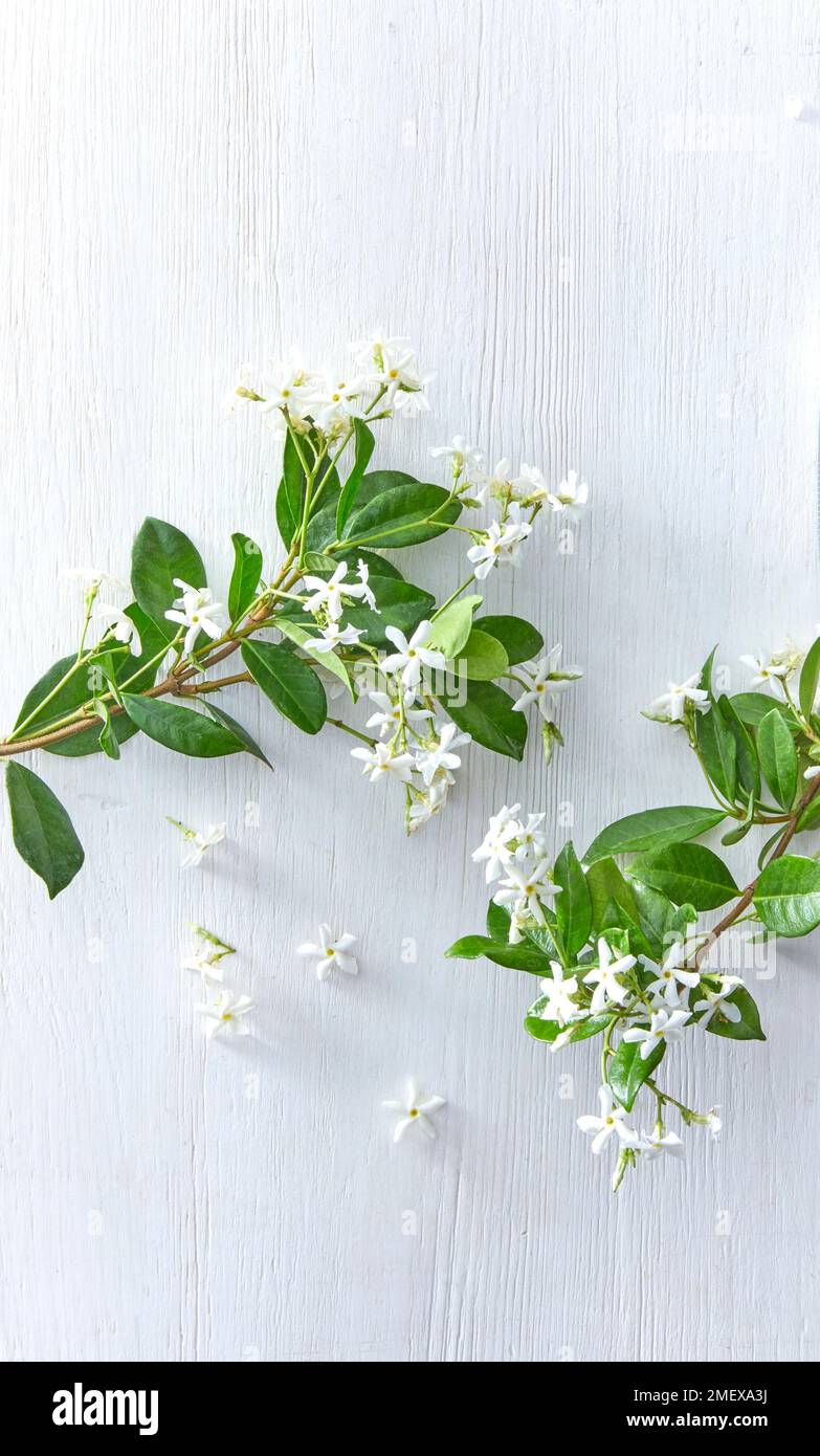 Jasmine image hi-res stock photography and images - Alamy