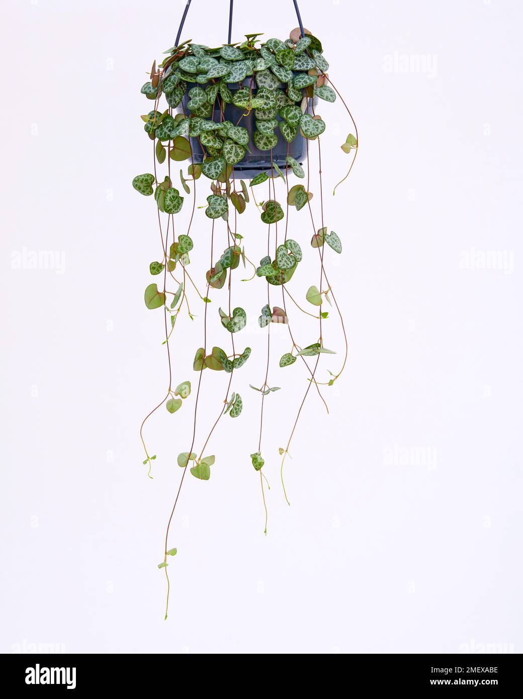 String growing plant hi-res stock photography and images - Alamy