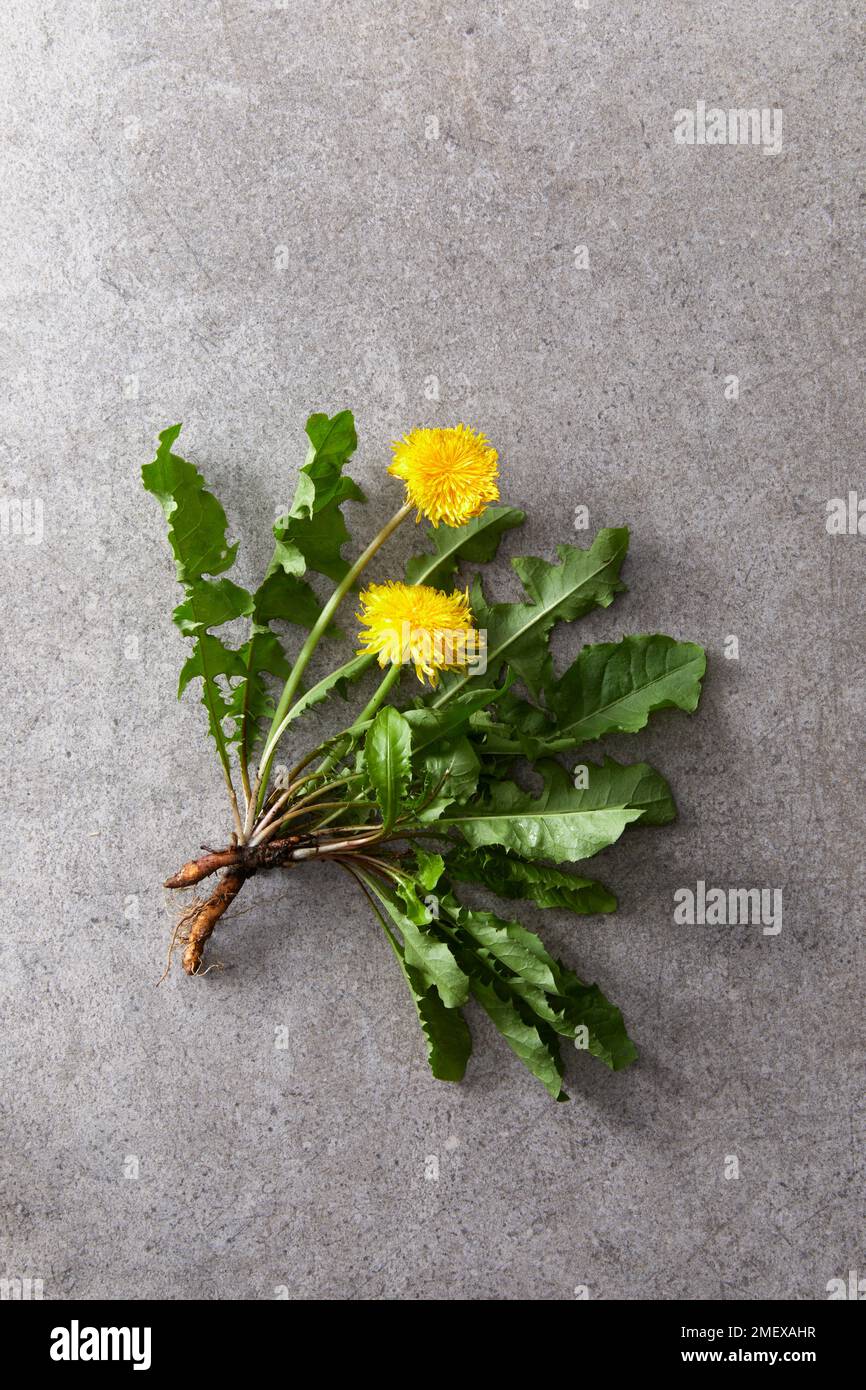 Natural Menopause Remedies Photos fresh dandelion plant and roots Stock ...