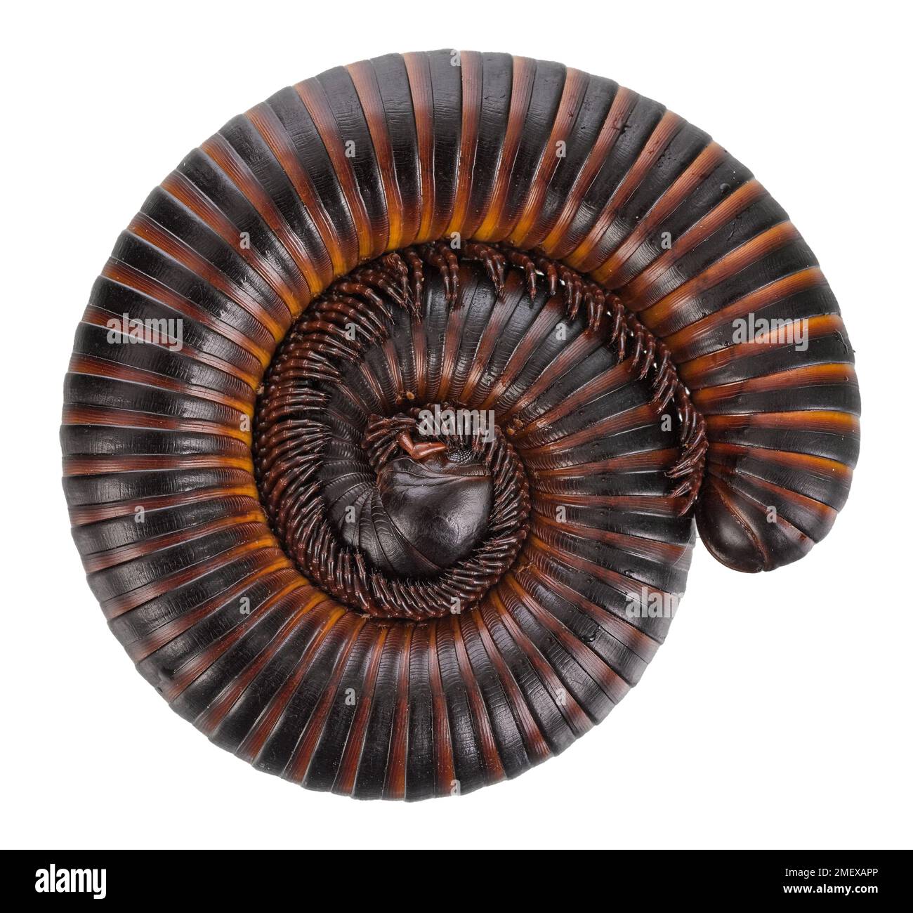 African giant millipede, Archispirostreptus gigas, defensive posture ...