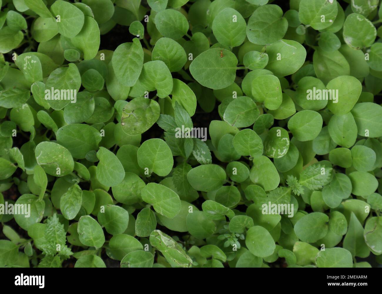 Overhead view of lots of growing small plants of Eggplant (Solanum ...