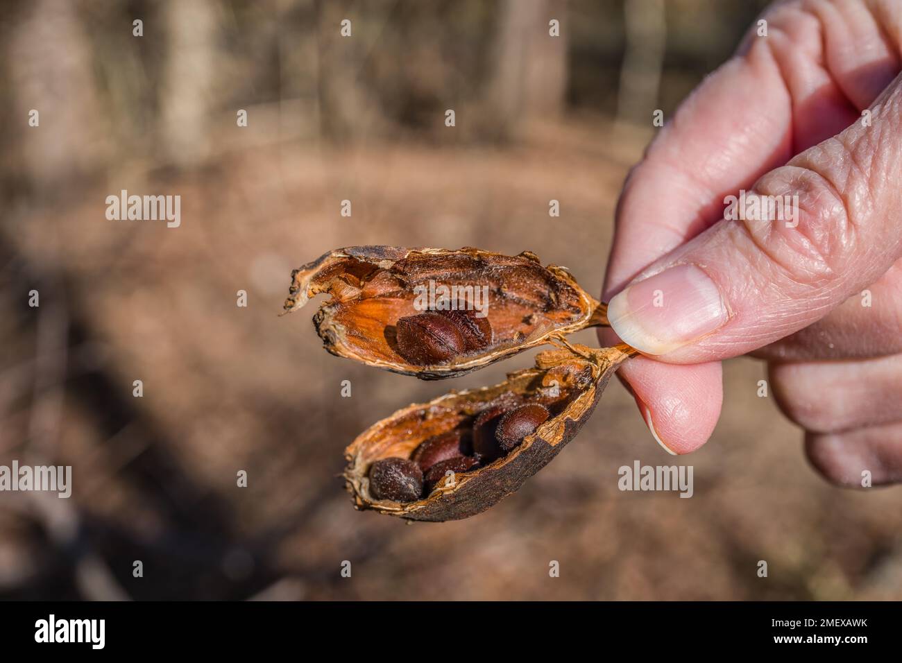 An opened seed pod with seeds inside from a Carolina sweetshrub also ...