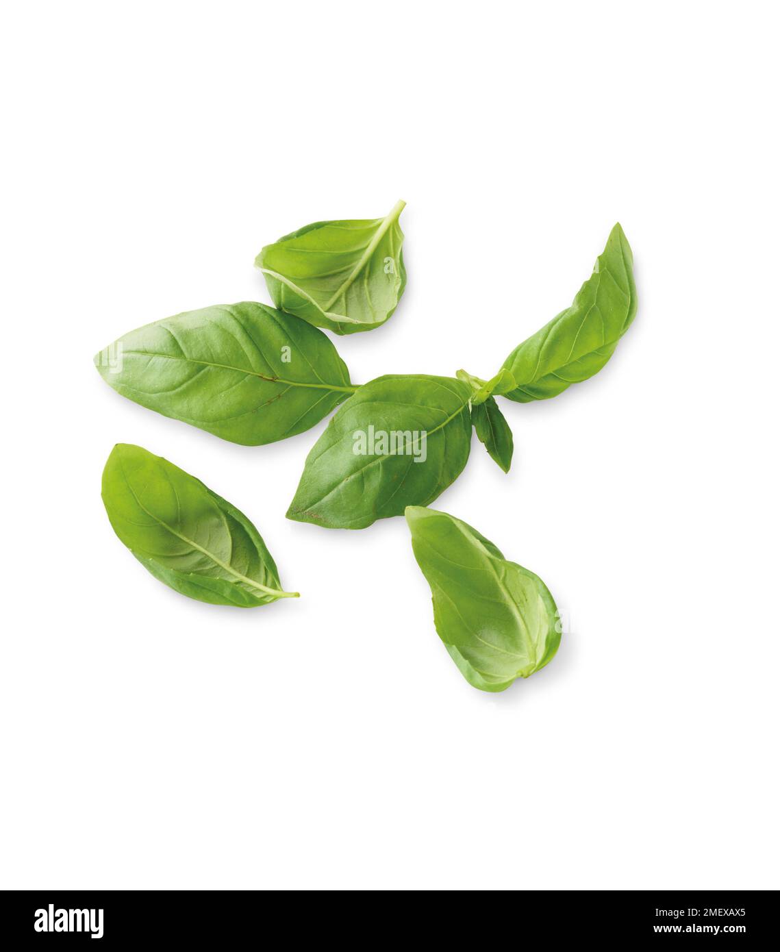 Healthy basil leaves Cut Out Stock Images & Pictures - Alamy