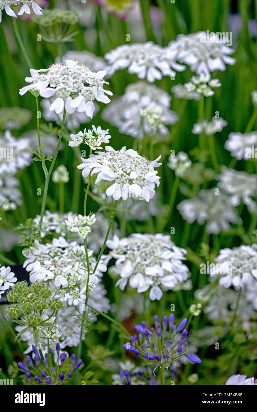 Orlaya grandiflora garden hi-res stock photography and images - Alamy