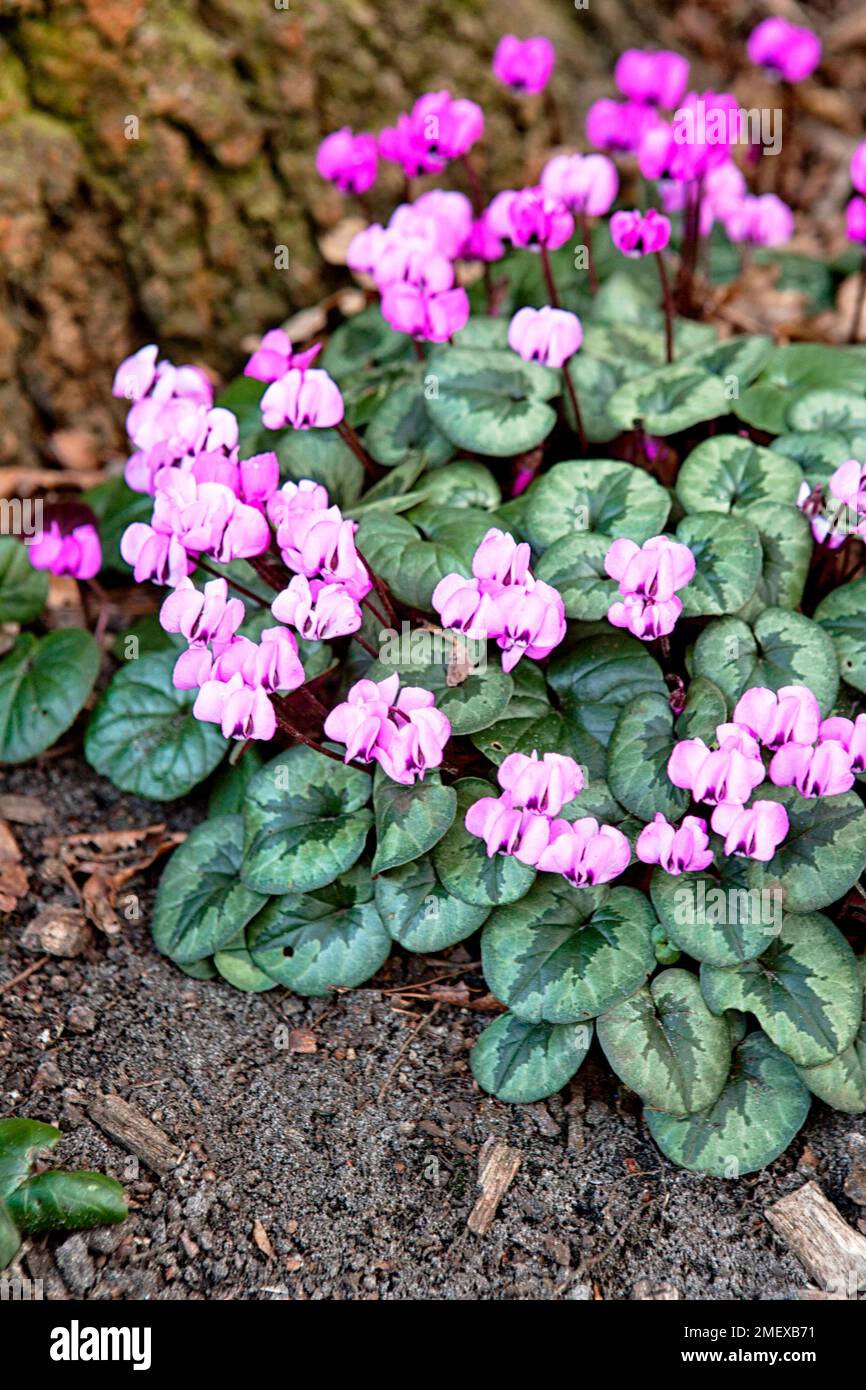 Cyclamen coum leaves hi-res stock photography and images - Alamy