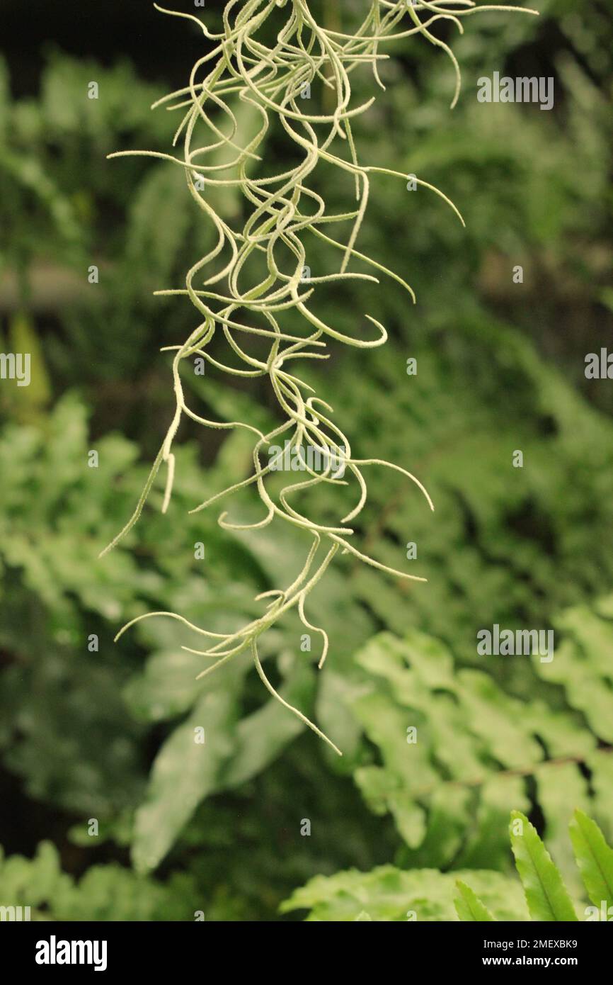 Locks of natural Spanish moss hanging in the jungle Stock Photo - Alamy
