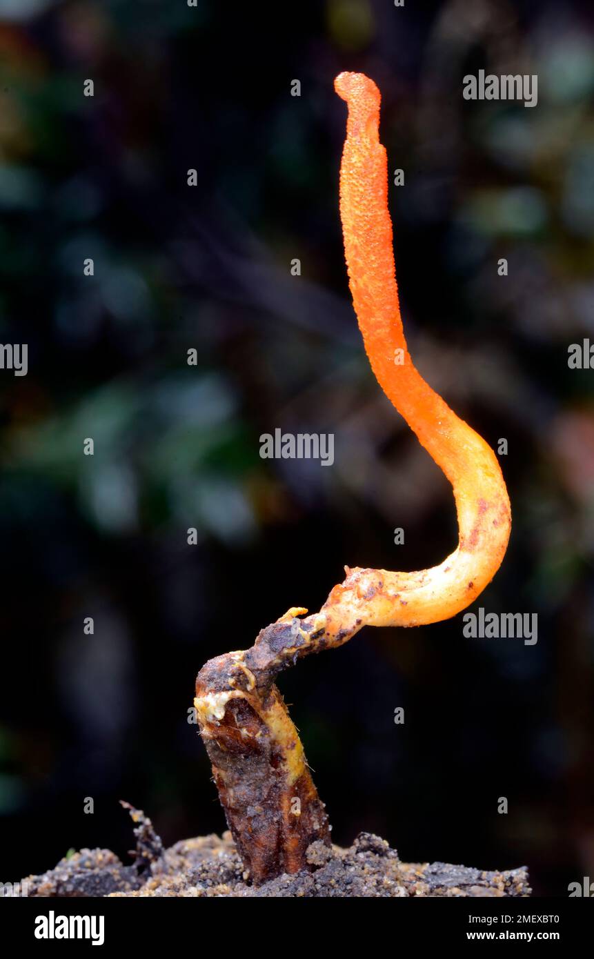 The Cordyceps militaris fungus is a parasite of butterfly pupae ...