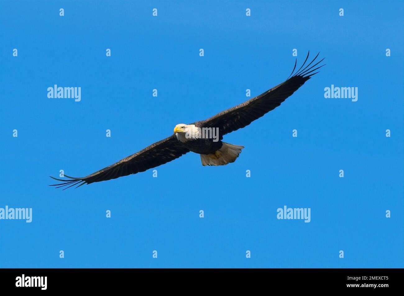 A Bald Eagle soars on the air currents above Bluff Lake near Starkville ...