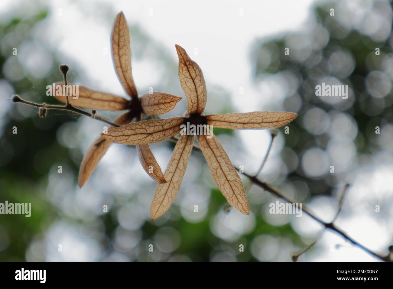 Underneath view of a dry flower of a Sandpaper vine (Petrea Volubilis ...