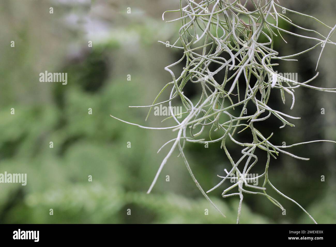 Locks of natural Spanish moss hanging in the jungle in a black and ...