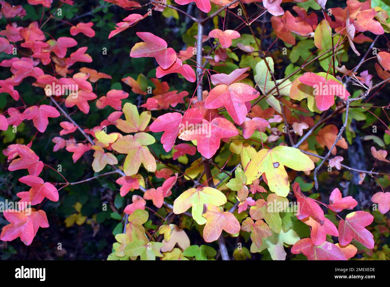 Autumn colored leaves of the Montpellier maple (Acer monspessulanum ...