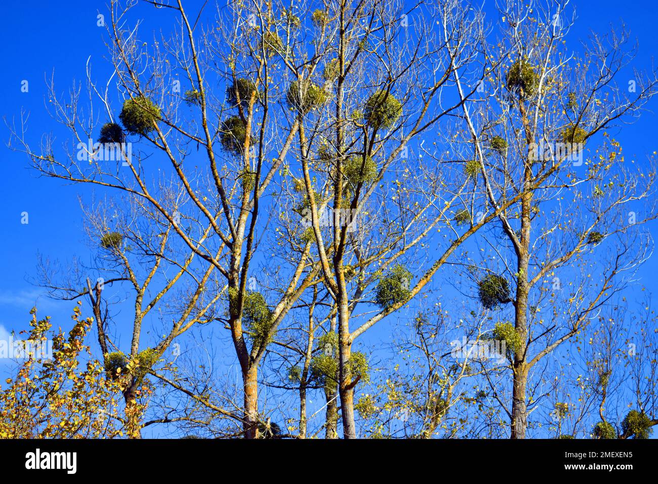 Mistletoe plants (Viscum album) grow on poplar trees Stock Photo - Alamy