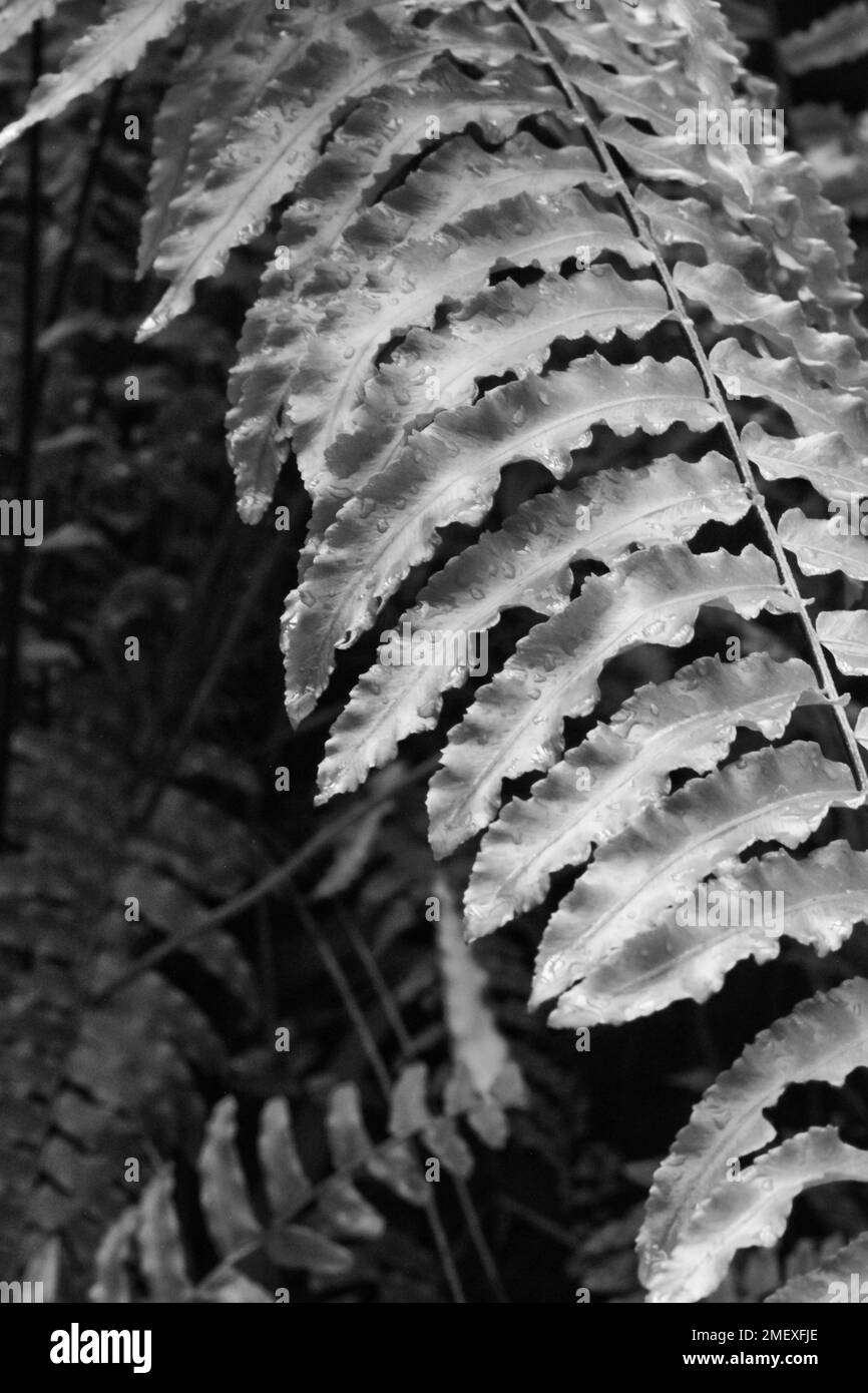 Fern leaves detail Black and White Stock Photos & Images - Alamy