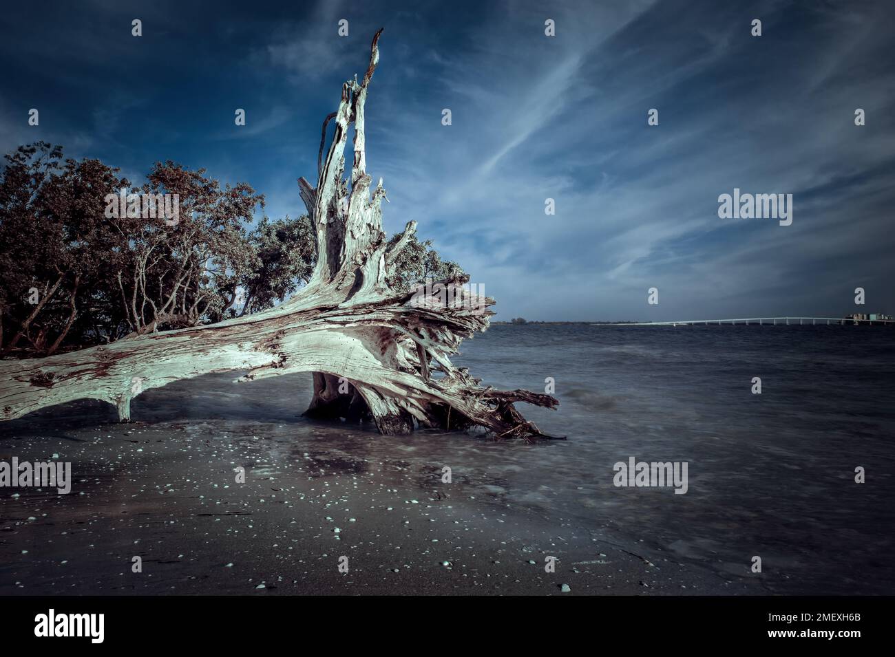 Dead tree on the beach of Sanibel Island, Florida USA Stock Photo - Alamy