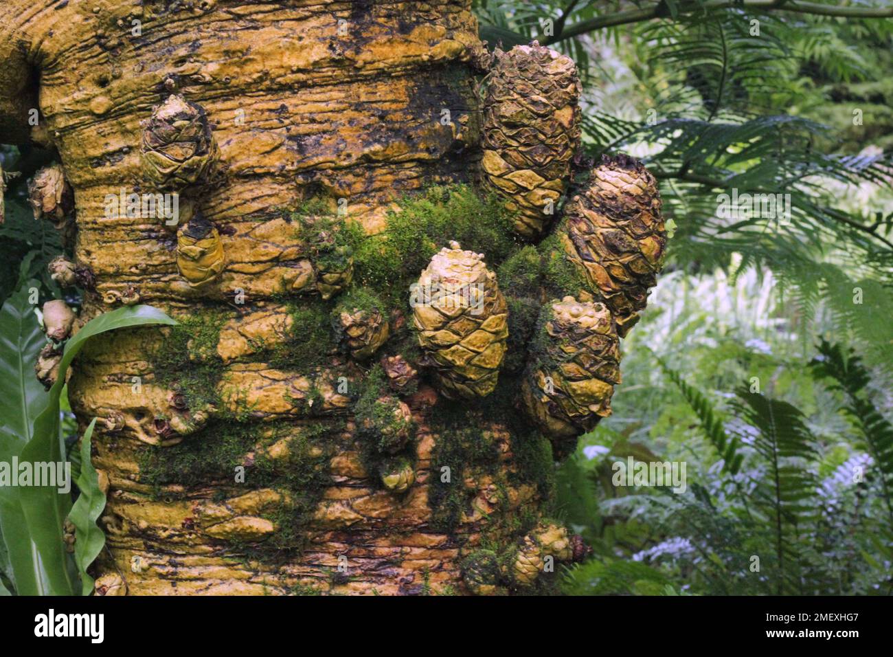 A tropical palm tree growing buds on its trunk Stock Photo - Alamy