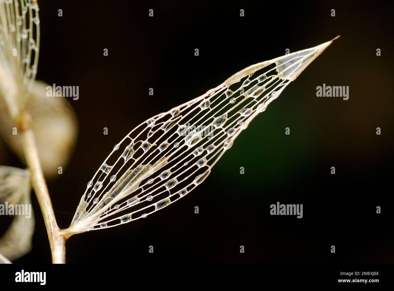 Dry leaf of Ruscus aculeatus Stock Photo - Alamy