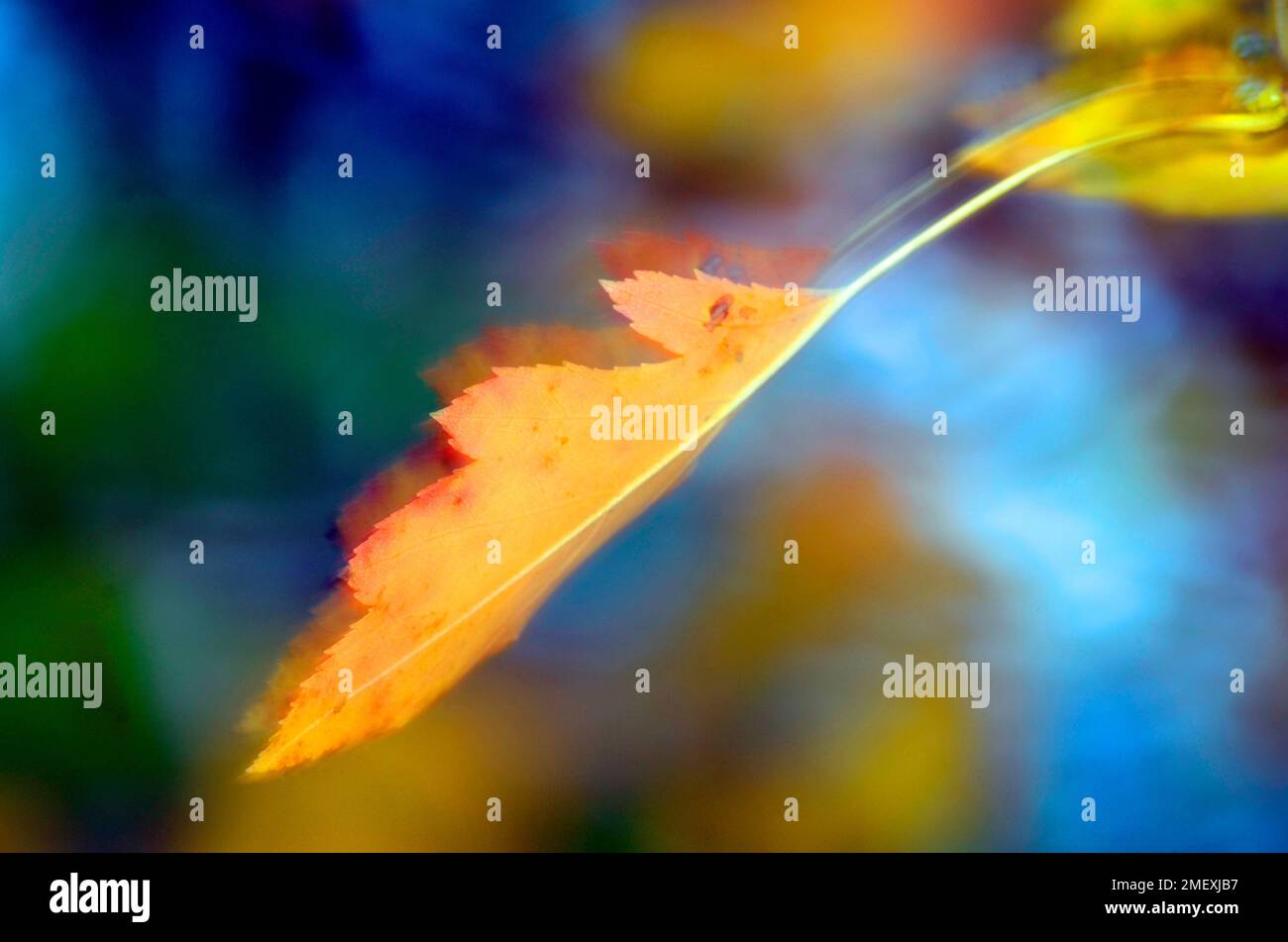 Abstract background formed by leaves of trees moved by the wind ...