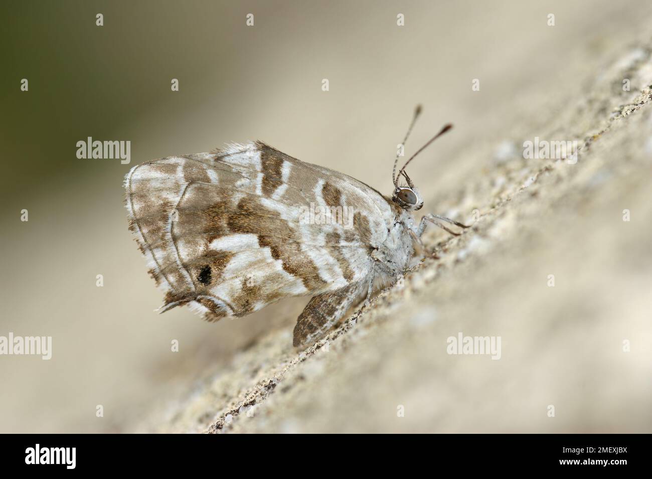 Natural closeup on the Mediterranean Geranium bronze butterfly ...