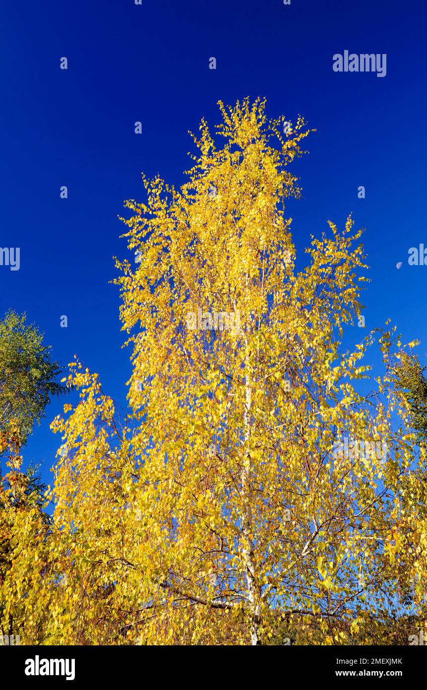 The silver birch (Betula alba) with fall foliage Stock Photo - Alamy