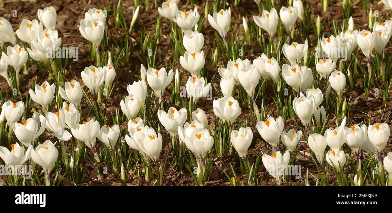 Crocuses, spring flowers. White crosusses. White flowers. Flowers ...