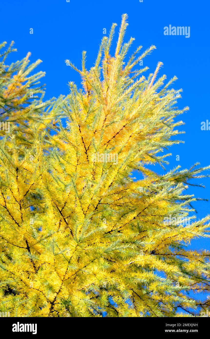 The Japanese larch (Larix kaempferi) with autumn foliage Stock Photo ...