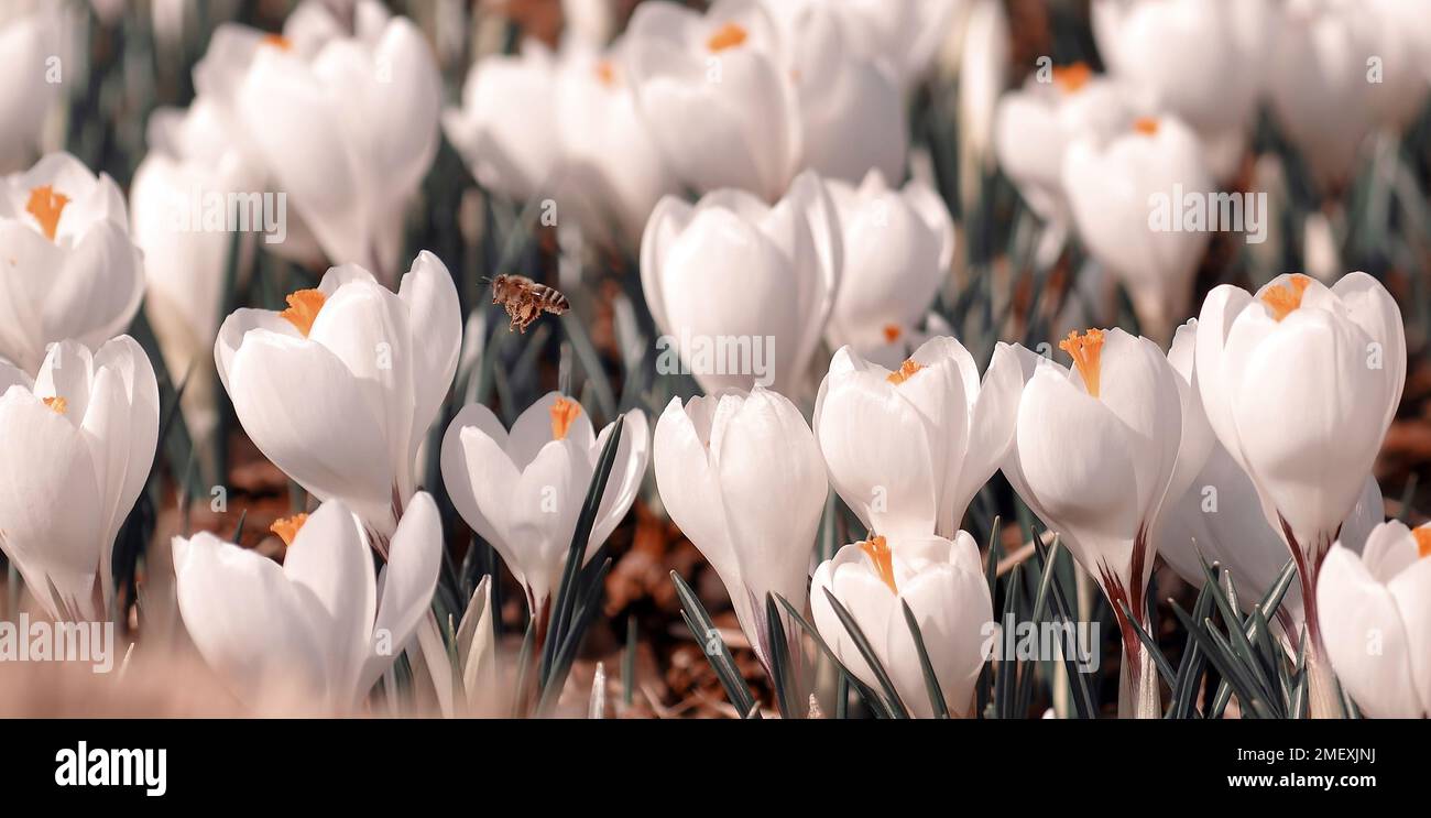 White crocuses ,background with spring flowers Stock Photo - Alamy