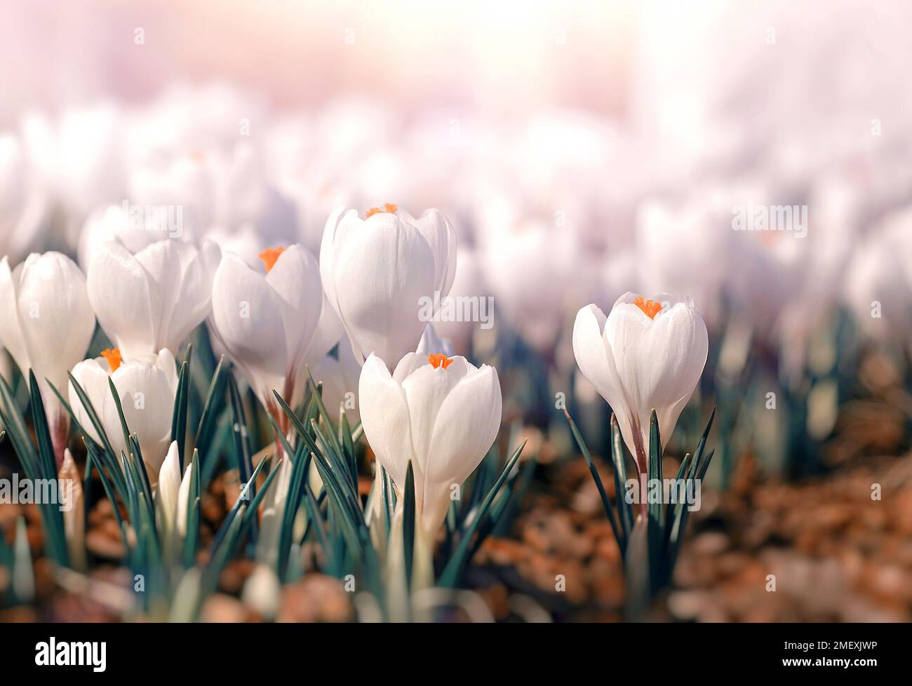 White crocuses ,background with spring flowers Stock Photo - Alamy
