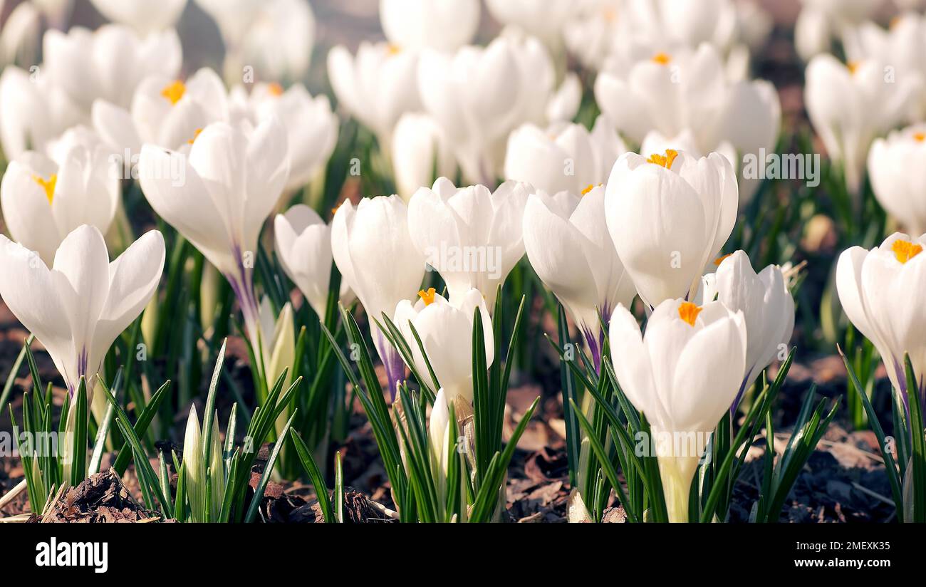 White crocuses ,background with spring flowers Stock Photo - Alamy