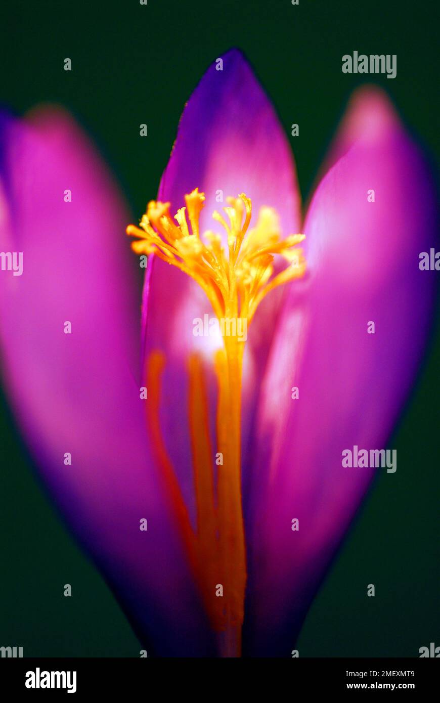 Macro photography of Crocus nudiflorus flower Stock Photo - Alamy