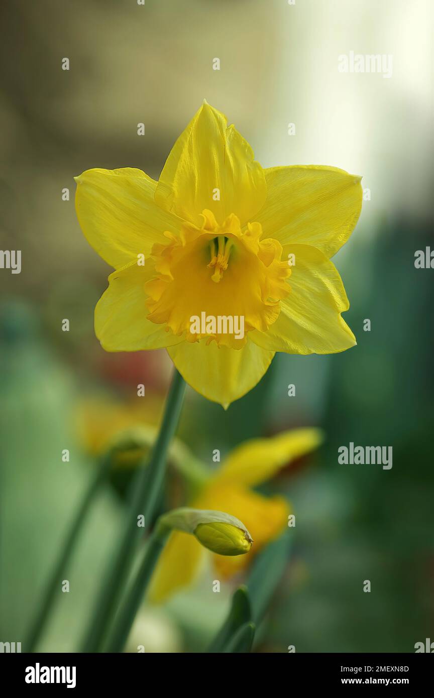 Yellow daffodils, spring flowers macro Stock Photo - Alamy