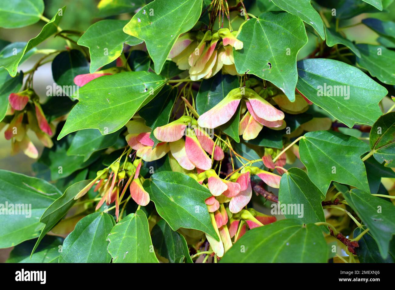 Leaves and seeds of trident maple (Acer buergerianum) tree native to ...