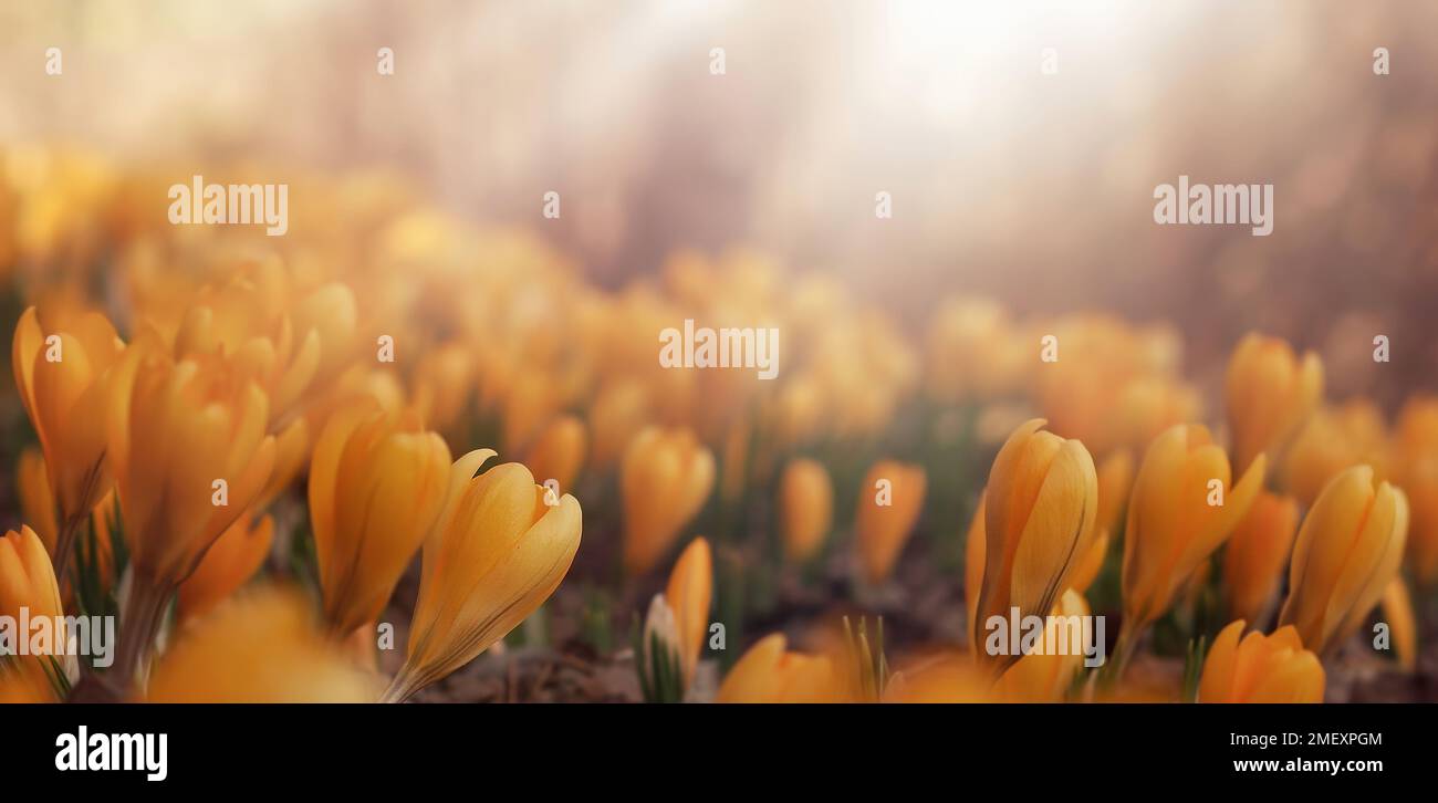Yellow crocuses background. Closeup flowers. Yellow flowers. Floral ...